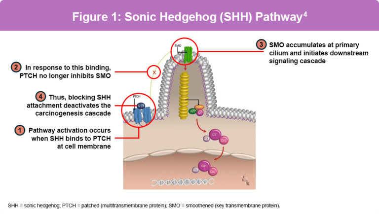 Understanding BCC – Catalyst Regeneron